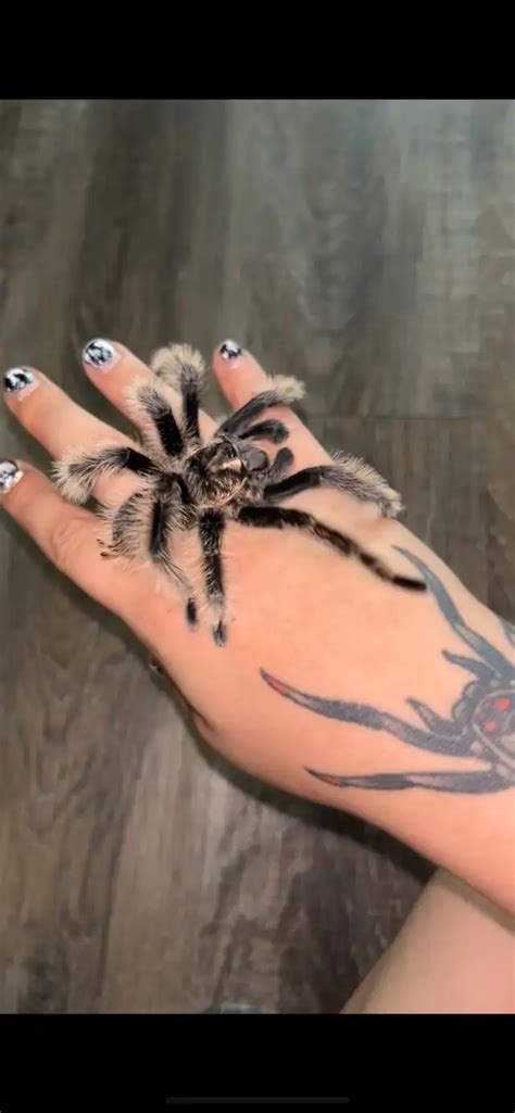 Curly Hair Tarantulas Slings Reptiles And Amphibians For Rehoming