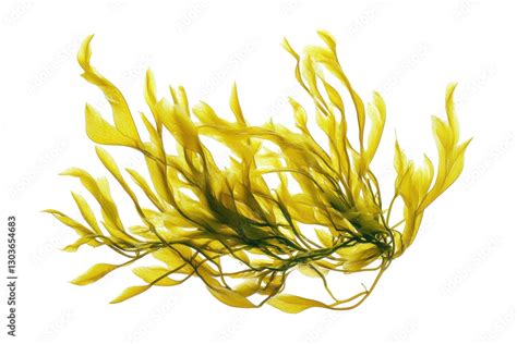 Lively Strands Of Golden Seaweed Dance Gracefully In The Ocean Currents