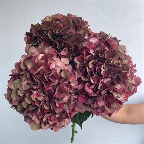 Hydrangea Magical Ruby Red Mayflower Studio