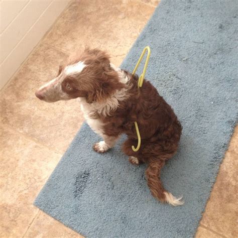 Чем занимаются собаки, пока хозяина нет дома