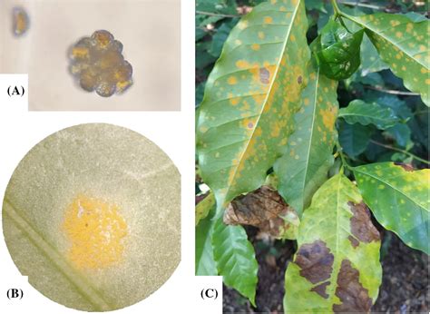 Phyton Free Full Text Coffee Leaf Rust Hemileia Vastatrix