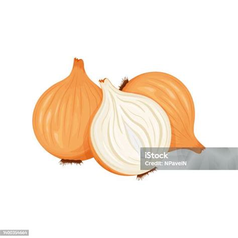껍질을 벗기지 않은 양파 머리 비건 채식 음식 요리를위한 재료 구근 야채 자연 치유 요법 흰색 배경에 고립 된 활의 벡터 그림 건강관리와 의술에 대한 스톡 벡터 아트 및