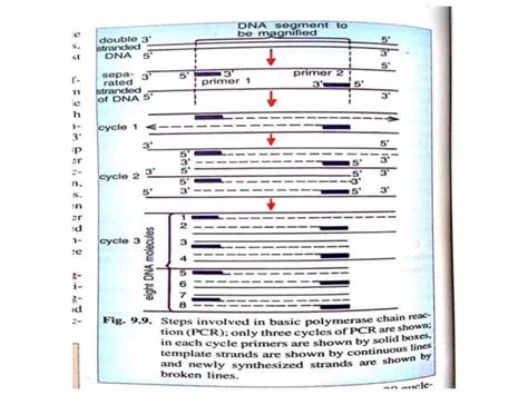 Dna Synthesis And Sequencing Pptx