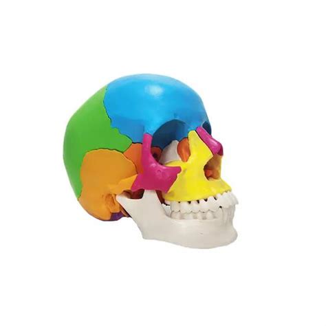 Skull Colored Anatomy Model Drtobe
