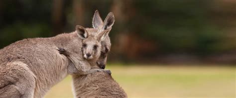 Protect Kangaroos Pledge To Never Buy Kangaroo Meat Or Products