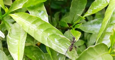 වැස්සෙන් පසු පරිසරය Environment After The Rain