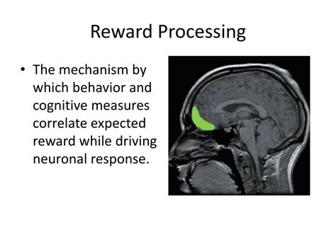 Ppt Orbitofrontal Cortex And Its Contribution To Decision Making Powerpoint Presentation Id