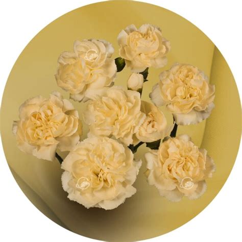 Spray Carnation Page 4 Geoflora