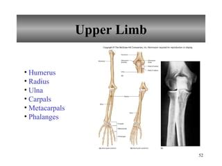 Skeletal System Lab Ppt