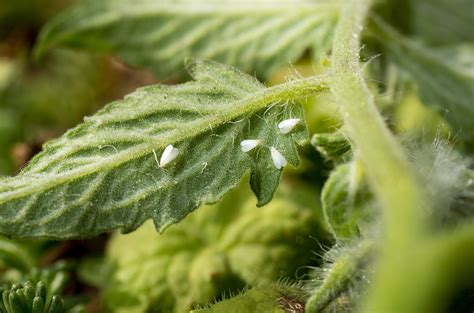 Whitefly A Tiny Devastating Pest Cropaia