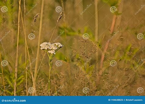 Common Yarrow Flowers And High Flowering Grass In A Field Stock Image