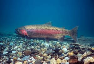 Fishing For Gerrard Rainbows And Bull Trout On Kootenay Lake Go Fish Bc