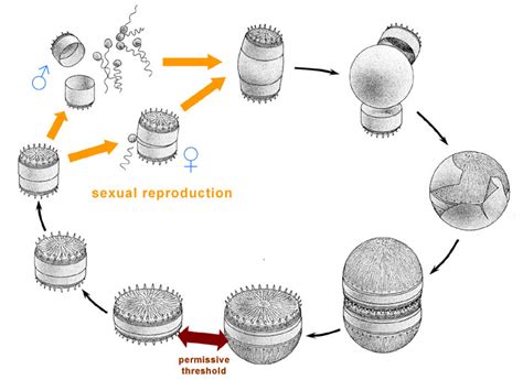 Algae World The Diatom Life Cycle Sexual Phase