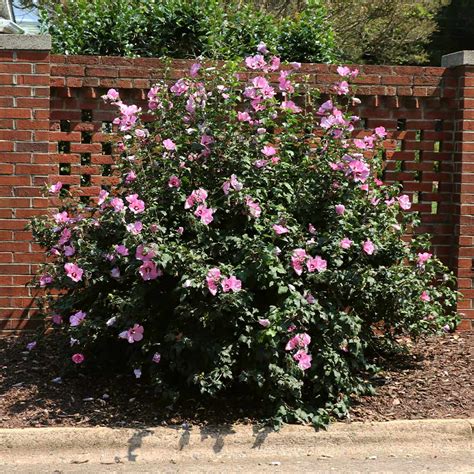 Rosa De Sharon Bush Rose Of Sharon The Garden Website Com