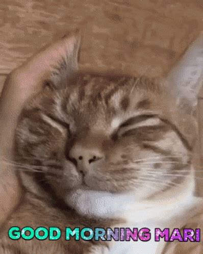 Good Morning Cat 