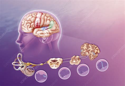 Hearing Drawing Stock Image C0044879 Science Photo Library