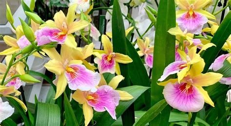 Miltonia Orchid Characteristics And Care Instructions