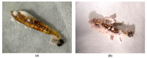Germination Of Isaria Fumosorosea Conidia On A A Control Agar Plate