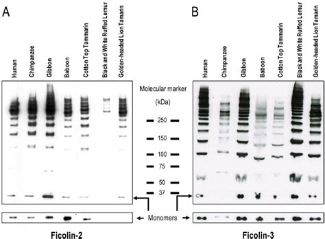 Oligomerization Pattern Of Primate Ficolin 2 And Ficolin 3 Was