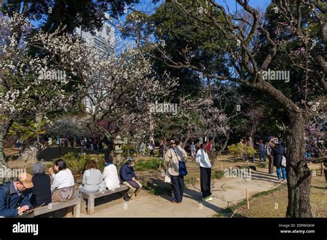 Visitors Sitting On Benches Viewing Plum Blossoms At Koishikawa