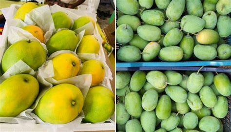 Mango Season In India Underway Market Response Is Positive”