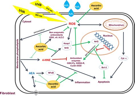 A Scheme Summarizing The Ascorbic Acid Effect On Ros Generation Lipid