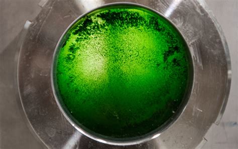 Brevel Sprouts 185m To Develop Microalgae Based Alternative Proteins