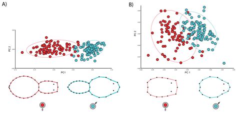 Geometric Morphometrics Reveals Sex Differential Shape Allometry In A Spider Peerj