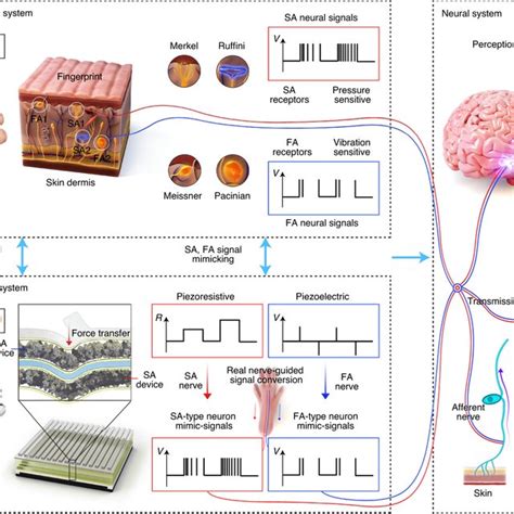 An Artificial Neural Tactile Sensing System Request Pdf