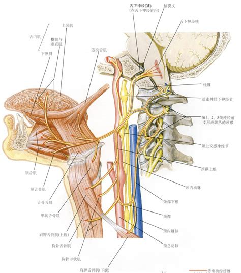 颈动脉内膜切除术（cea）学习笔记连载一（解剖2） 脑医汇