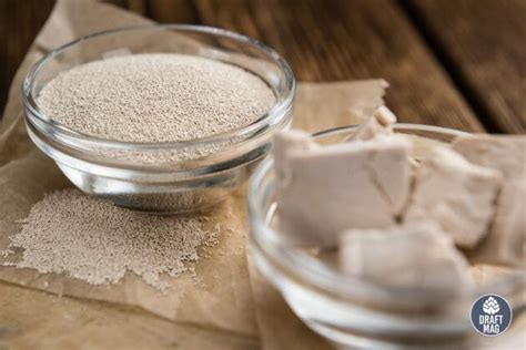 Bakers Yeast Vs Brewers Yeast Complete Guide To The Main Differences