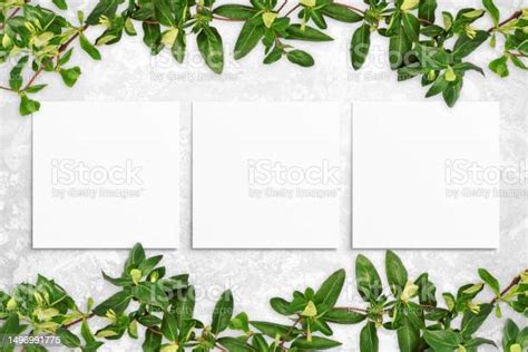 나뭇잎과 회색 콘크리트 배경에 하얀 수채화 종이의 구성 나뭇잎 빈 카드가있는 나뭇 가지 자연 모형 생태 포스터 평면도 평면도 클로즈업 복사 공간 0명에 대한 스톡 사진 및