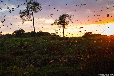Bat Migration Will Burrard Lucas