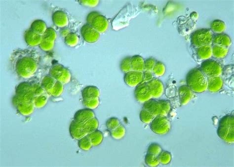 Protist Images Desmococcus