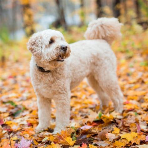 Small White Dogs With Curly Hairdos Are The Cutest Dogs Everyone Wants