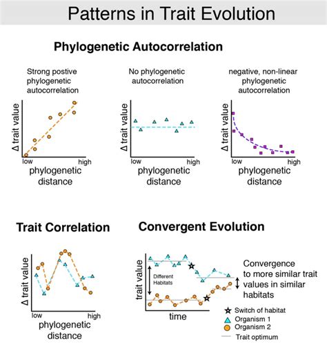 Common Patterns In Trait Evolution Several Common Non Mutually Download Scientific Diagram