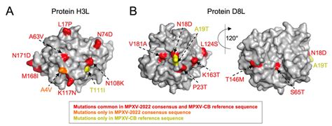Mapping Mutations Observed In Mpxv 2022 And Mpxv Cb On The Structure Download Scientific