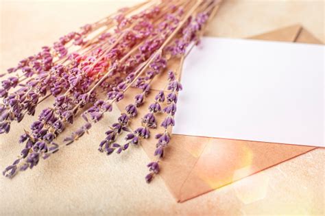 밝은 배경에 크래프트 봉투와 라벤더 꽃 빈 종이 서명을 위한 깨끗한 엽서 개념에 대한 스톡 사진 및 기타 이미지 개념 개념과 주제 고정됨 Istock