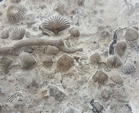 Bryozoan And Brachiopods In Paleozoic Limestone