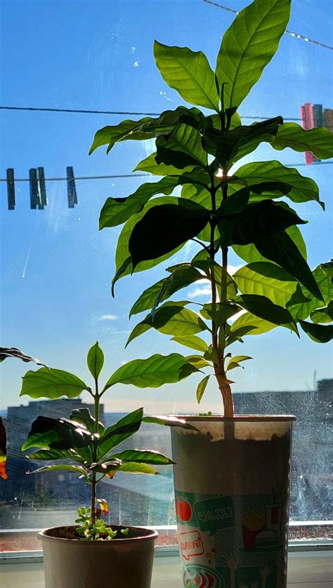 Coffea Arabicas Seedlings • არაბიკა ყავის ხეების ნერგები On Linkedin 💚🇬🇪⭐🌸🥳🎄💙