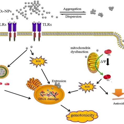 Possible Mechanism Of TiO2 NPs Genotoxicity Download Scientific Diagram