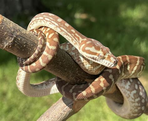 Arboreal Boas Pythons Page 5 Faunaclassifieds