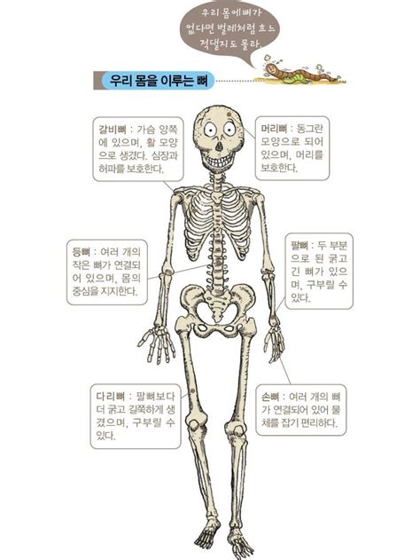 뼈와 근육 네이버 블로그