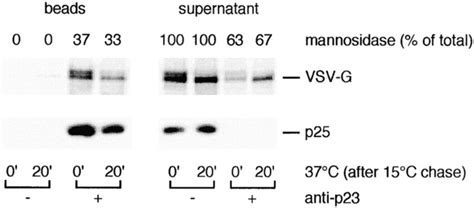Immunoisolation Of Vsv G And Golgi Marker Enzymes With P23 Cytoplasmic Download Scientific