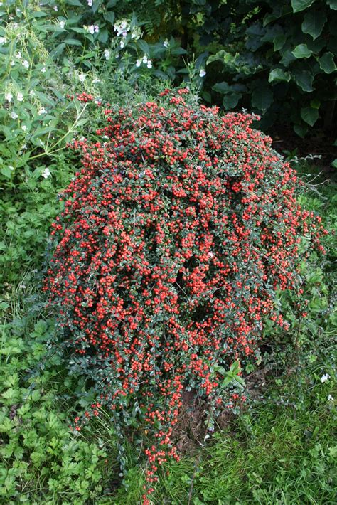 Cotoneaster X Suecicus Coral Beauty Frank P Matthews