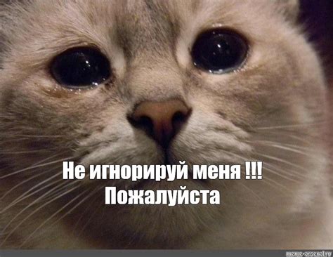 Мем Не игнорируй меня Пожалуйста Все шаблоны Meme