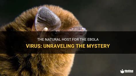 The Natural Host For The Ebola Virus Unraveling The Mystery Medshun