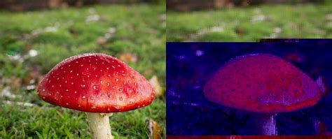 Writing And Deploying Rust Lambda Function To Aws Image Glitch As A Service Dev Community