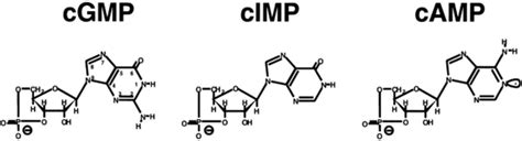 Structures Of Cyclic Nucleotides Download Scientific Diagram