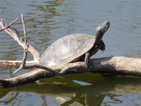 Pond Slider Trachemys Scripta Ohio Herp Atlas Ohparc